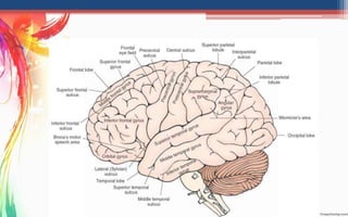 Cortical surface anatomy | PPTX