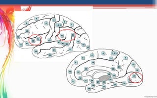 Cortical surface anatomy | PPTX