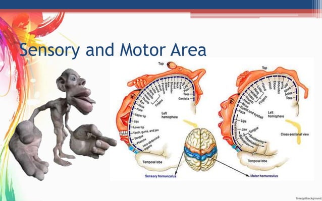 Cortical surface anatomy | PPT