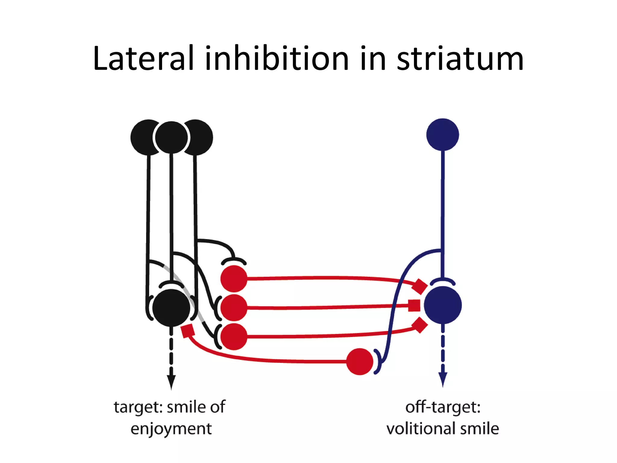 Cortical vs. subcortical loops.ppt