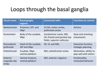 Cortical vs. subcortical loops.ppt
