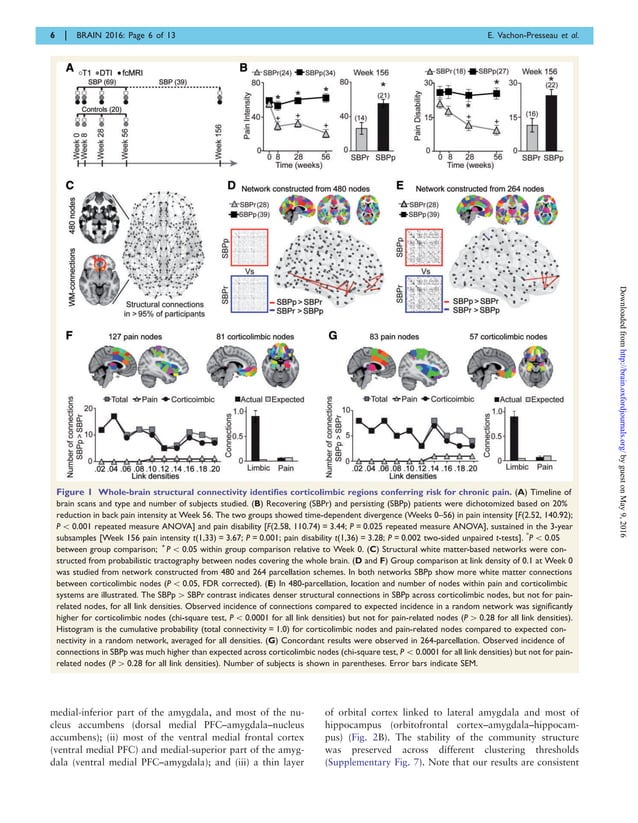 Corticolimbic anatomic characteristics predetermine risk for chronic ...