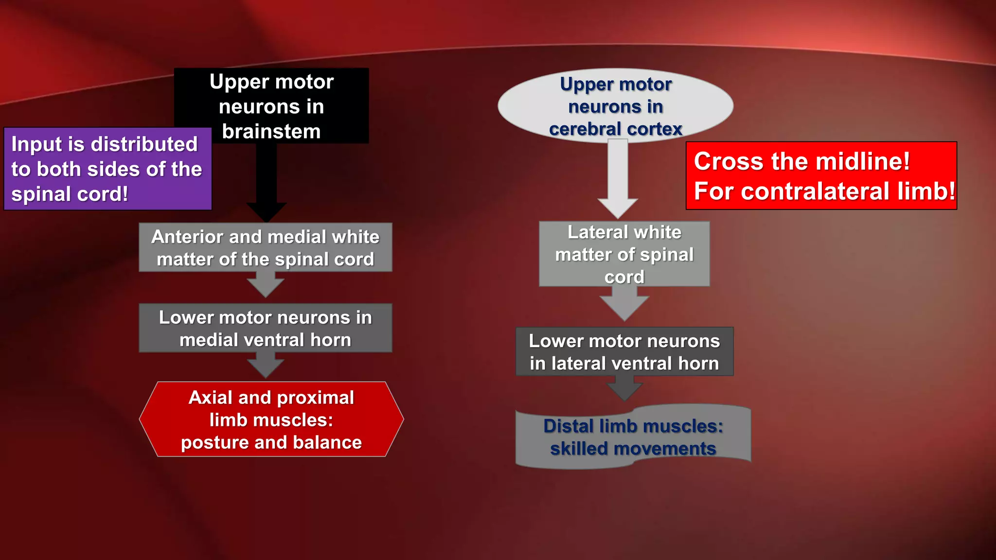 Corticospinal and corticobulbar pathways | PPTX