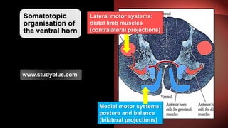 Corticospinal and corticobulbar pathways | PPTX