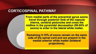 Corticospinal and corticobulbar pathways | PPTX