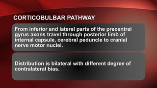 Corticospinal and corticobulbar pathways | PPTX
