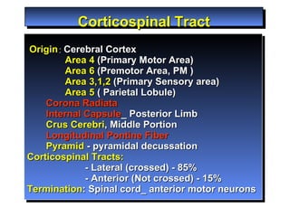 Corticospinal Tract Pathway