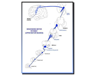Corticospinal Tract Pathway
