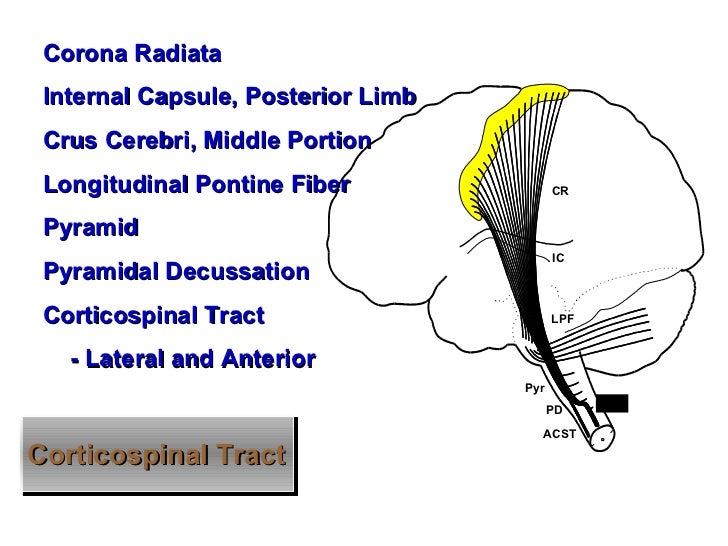 Corticospinal tract