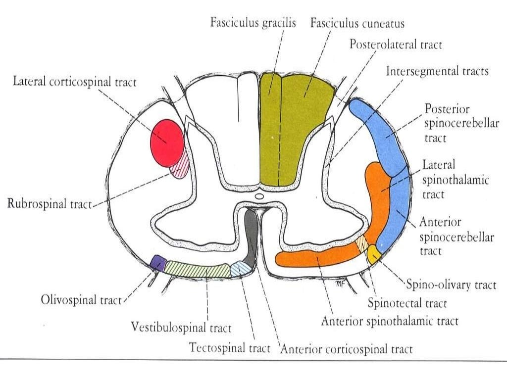 Corticospinal tract