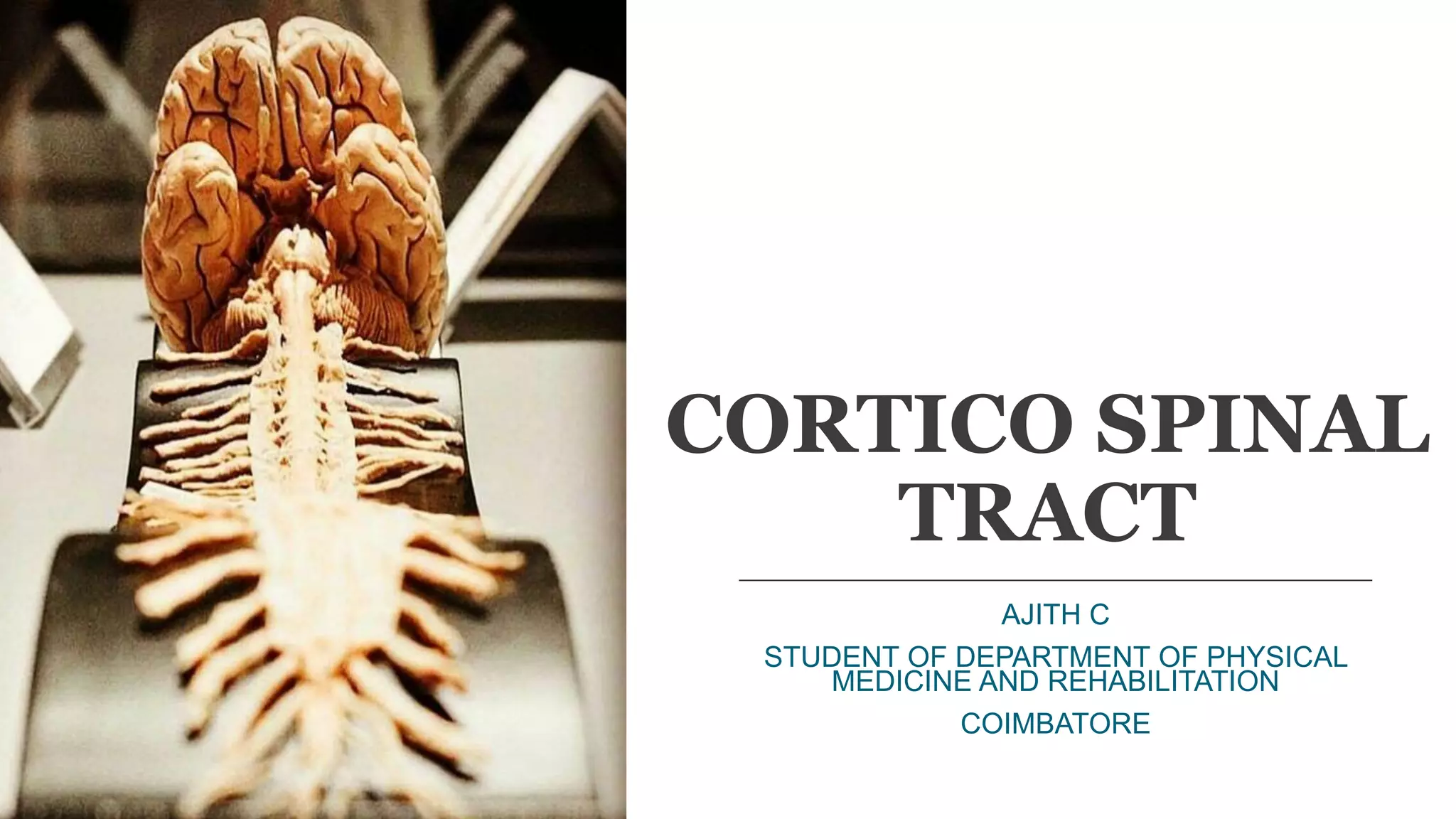 Corticospinal tract (Pyramidal tract) | PPTX