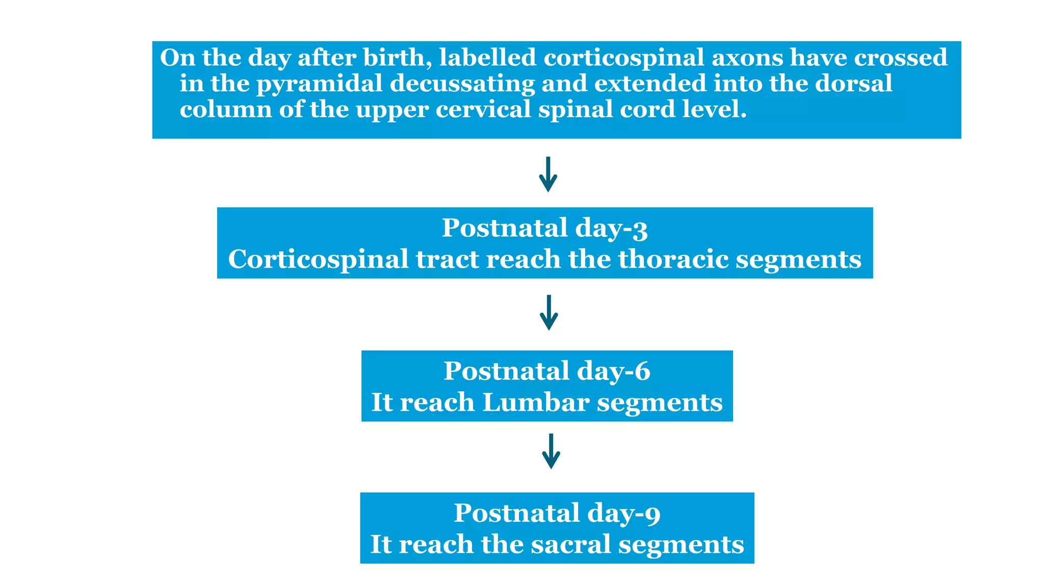 Corticospinal tract (Pyramidal tract) | PPTX