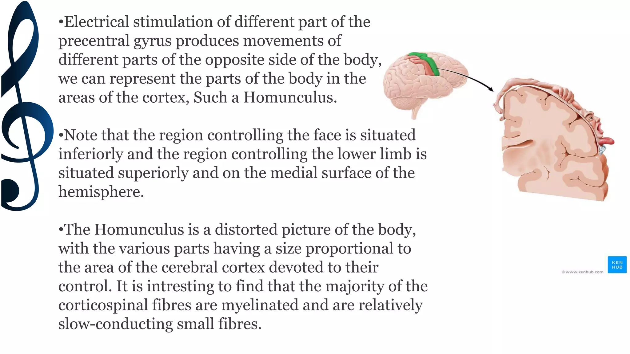 Corticospinal tract (Pyramidal tract) | PPTX