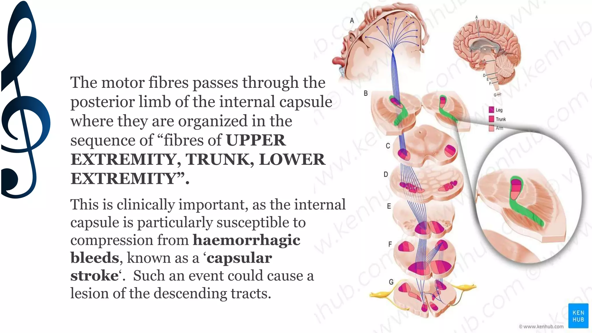 Corticospinal tract (Pyramidal tract) | PPTX