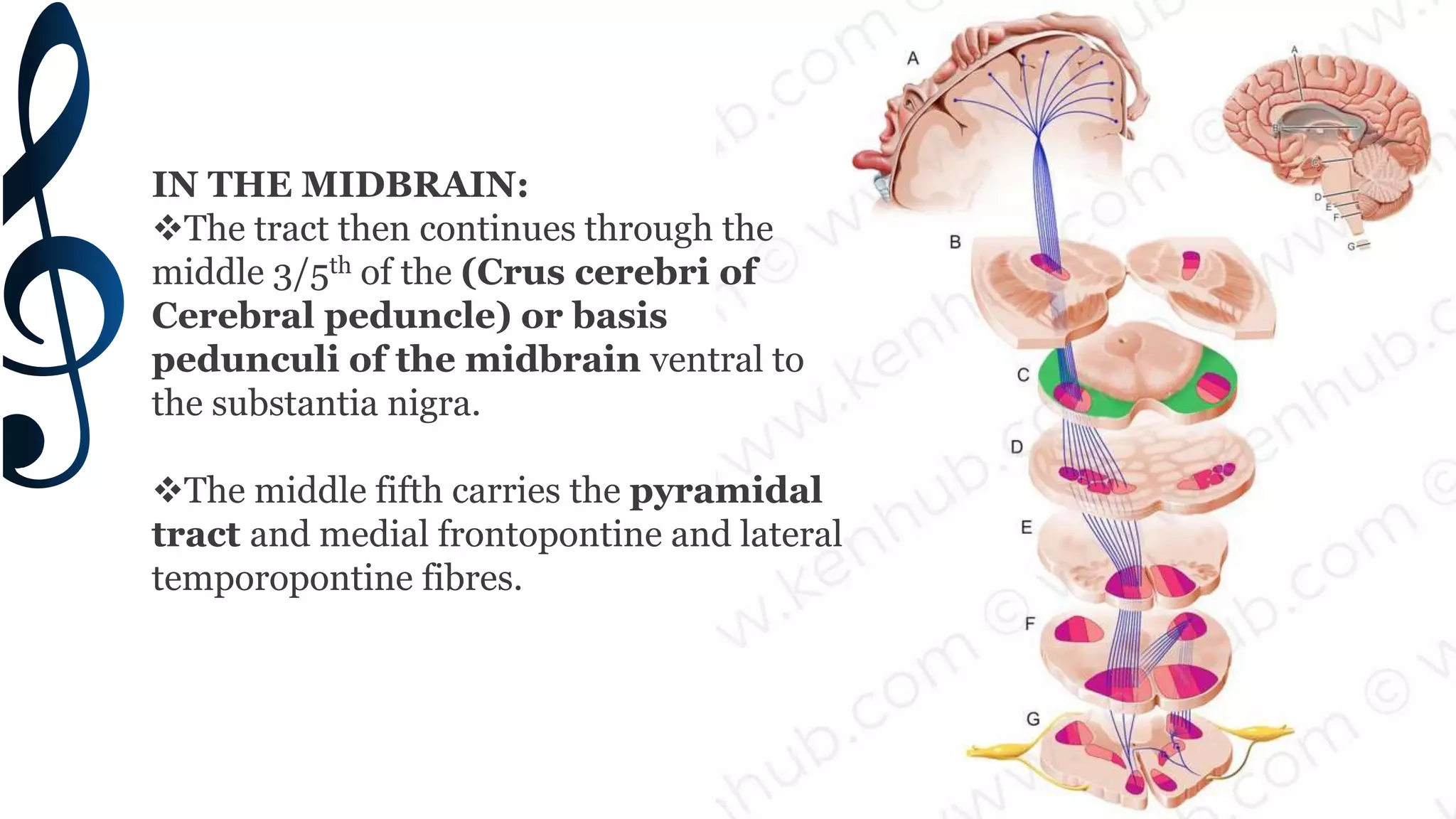 Corticospinal tract (Pyramidal tract) | PPTX