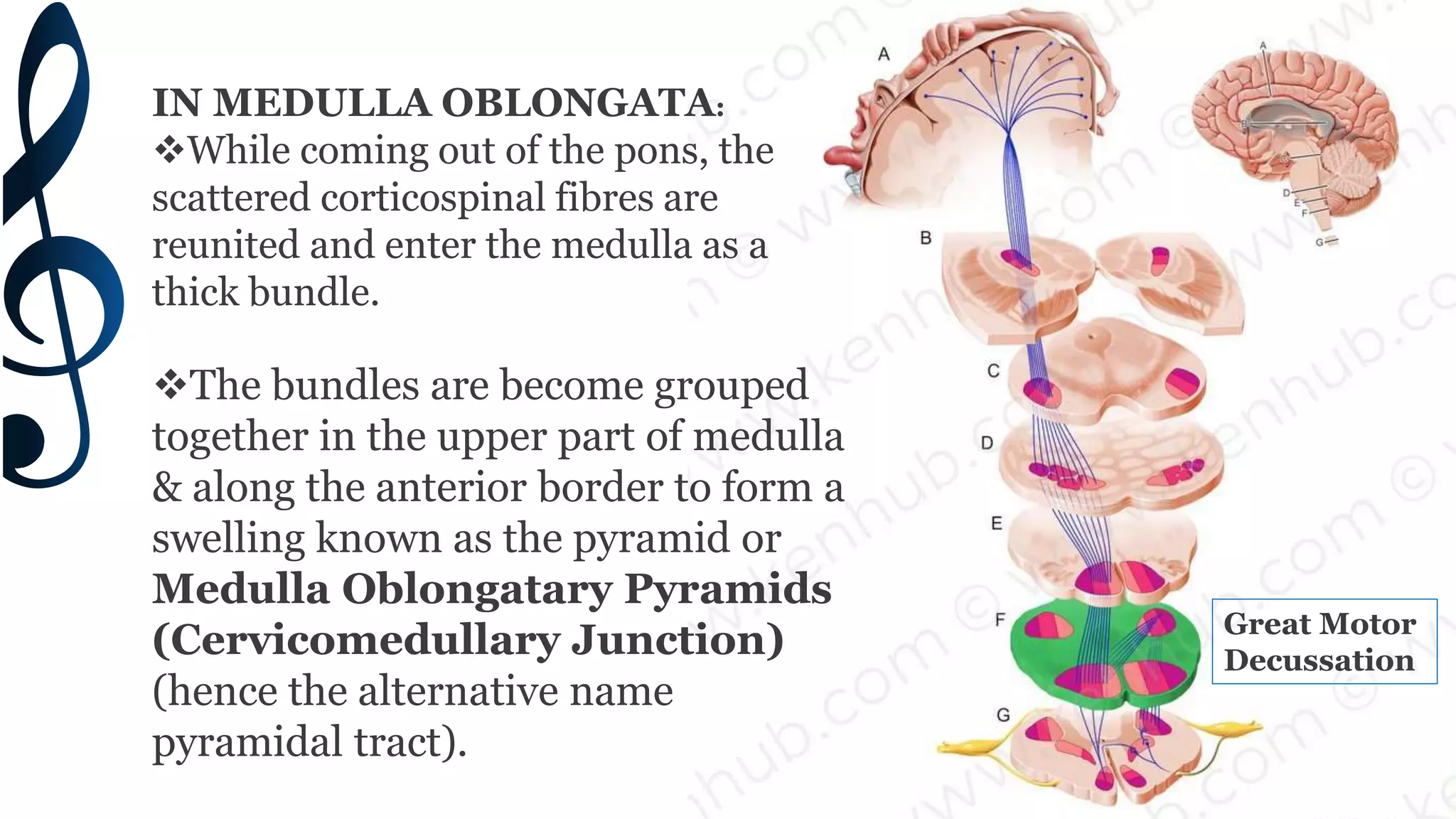 Corticospinal tract (Pyramidal tract) | PPTX