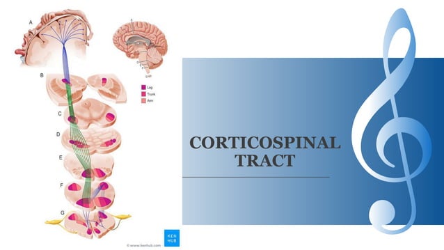 Corticospinal tract (Pyramidal tract) | PPTX | Brain and Nervous System ...