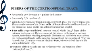 Corticospinal tract (Pyramidal tract) | PPTX