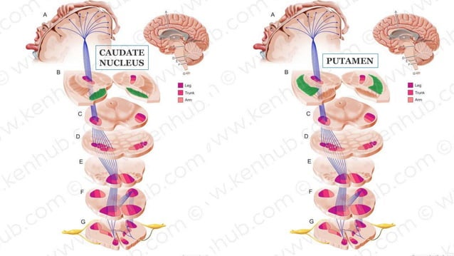 Corticospinal tract (Pyramidal tract) | PPTX | Brain and Nervous System ...