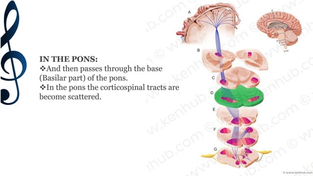 Corticospinal tract (Pyramidal tract) | PPTX | Brain and Nervous System ...