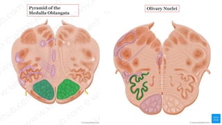 Corticospinal tract (Pyramidal tract) | PPTX
