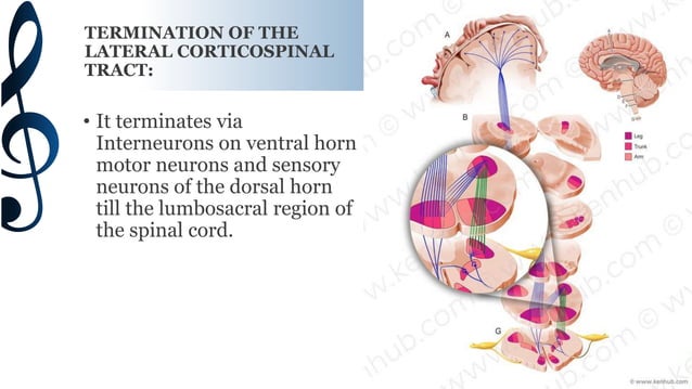 Corticospinal tract (Pyramidal tract) | PPTX | Brain and Nervous System ...
