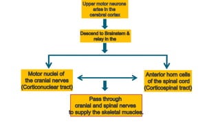 Flow Chart Of Extrapyramidal System