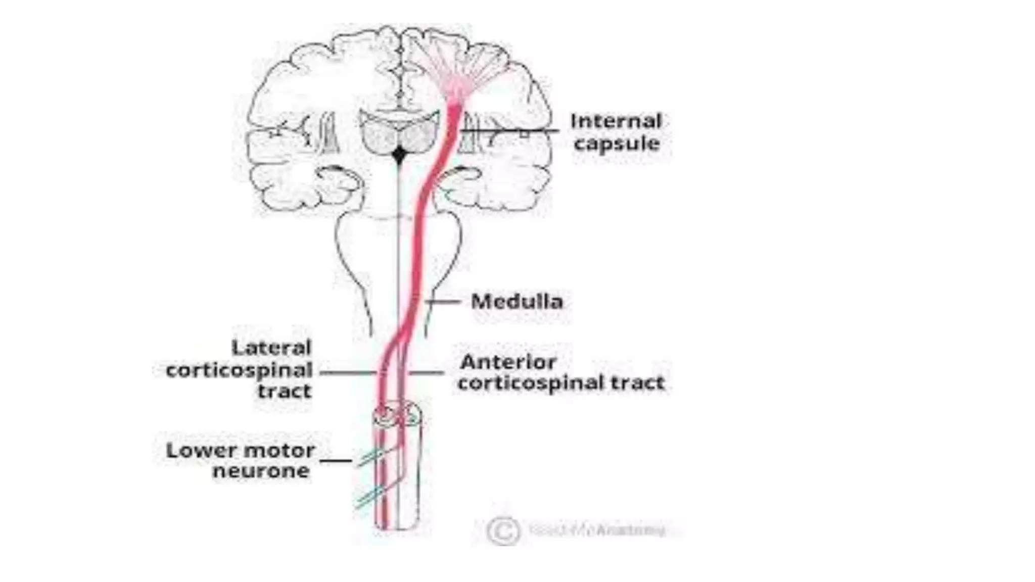 corticospinal tracts.pptx