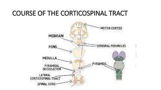 corticospinal tracts.pptx