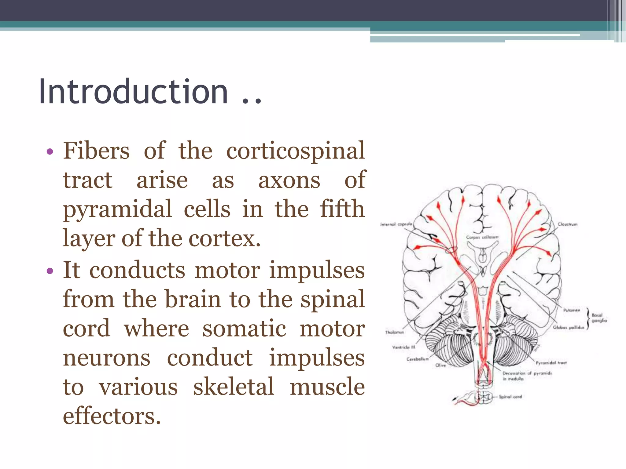 Corticospinal tract syndrome | PPT
