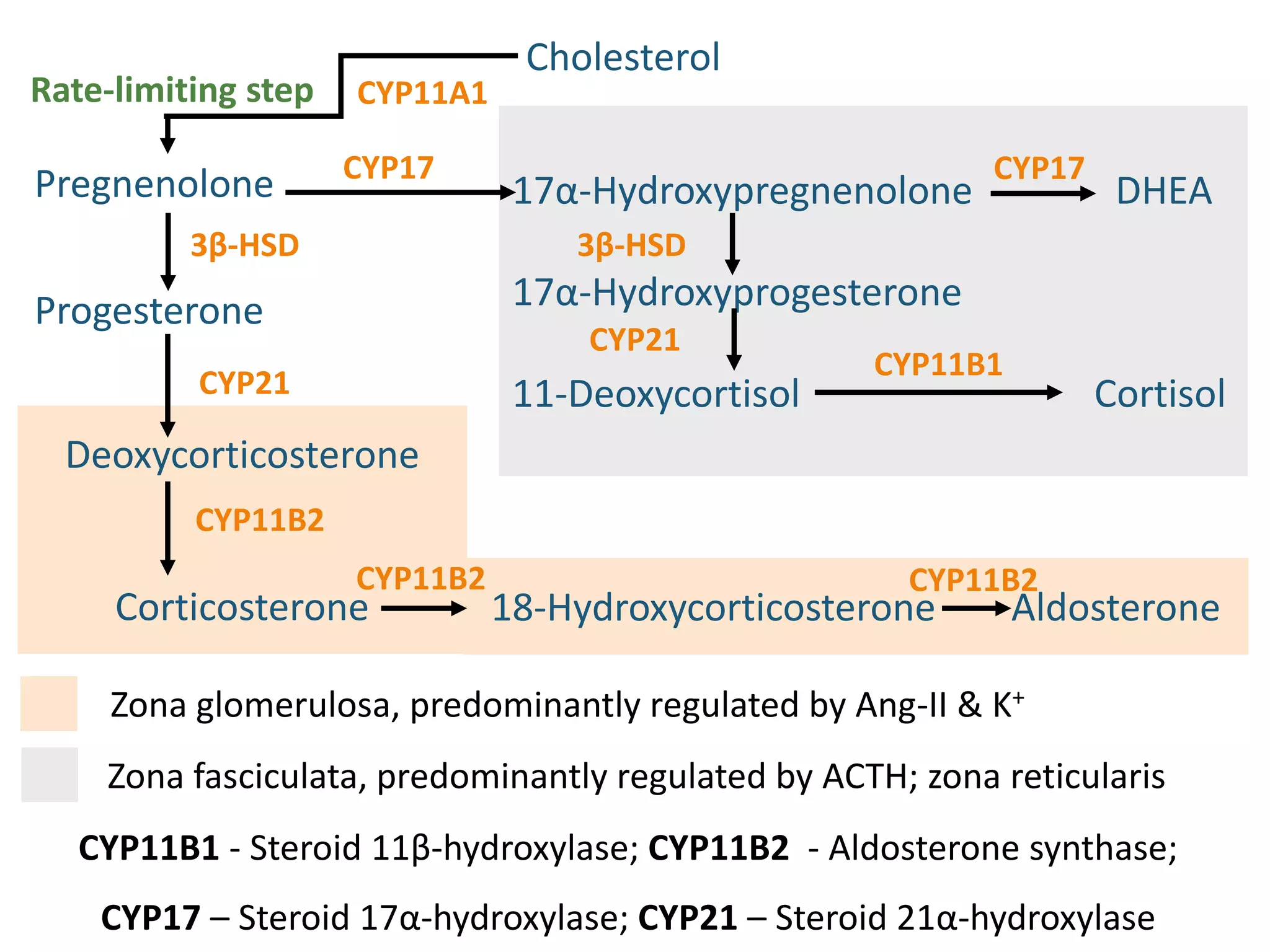Corticosteroids | PPTX
