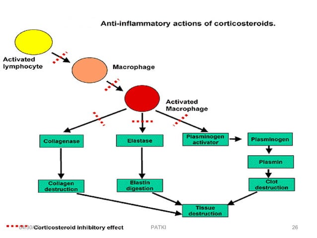 Corticosteroids | PPT