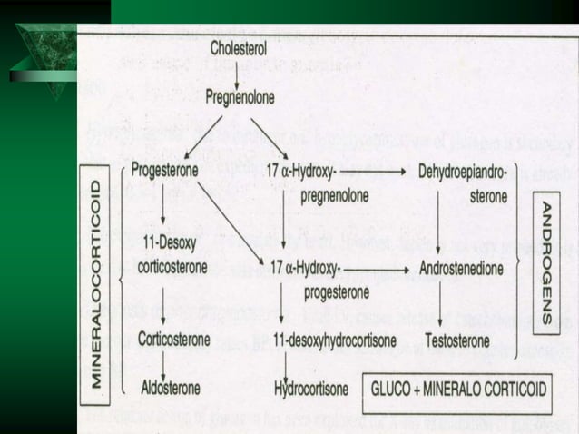 Corticosteroids | PPT