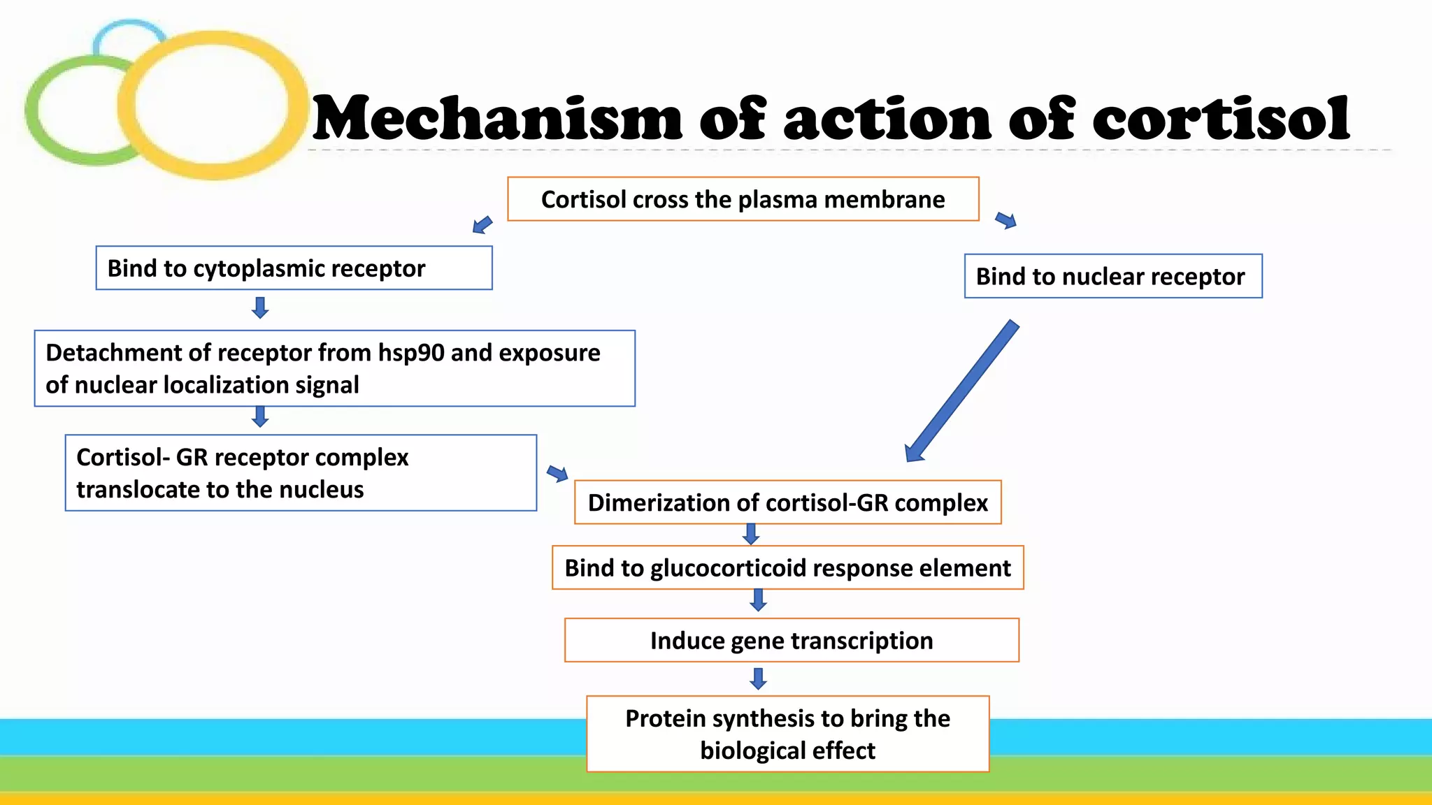 Cortisol- Synthesis, Regulation, Physiological actions, Disorders I Adrenal I Endocrine ...