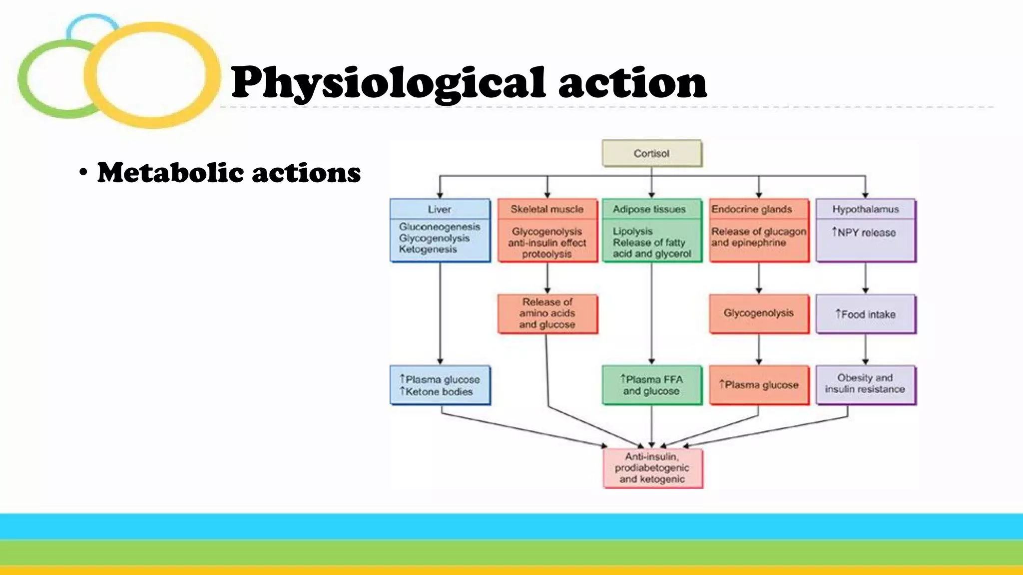 Cortisol- Synthesis, Regulation, Physiological actions, Disorders I ...