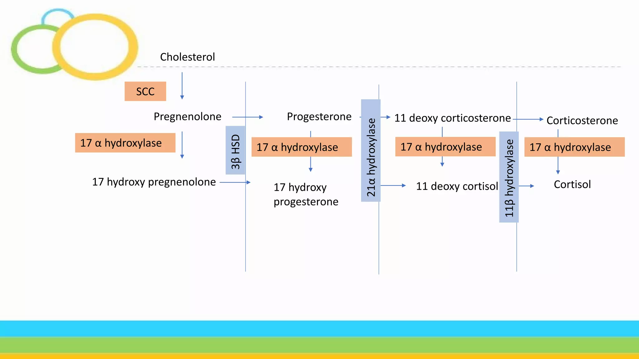 Cortisol- Synthesis, Regulation, Physiological actions, Disorders I ...