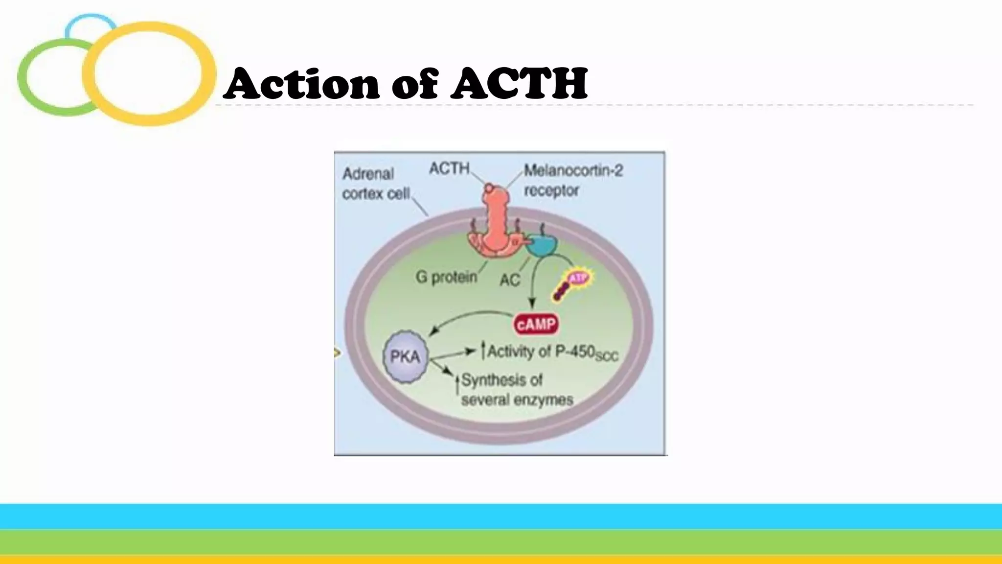 Cortisol- Synthesis, Regulation, Physiological actions, Disorders I ...