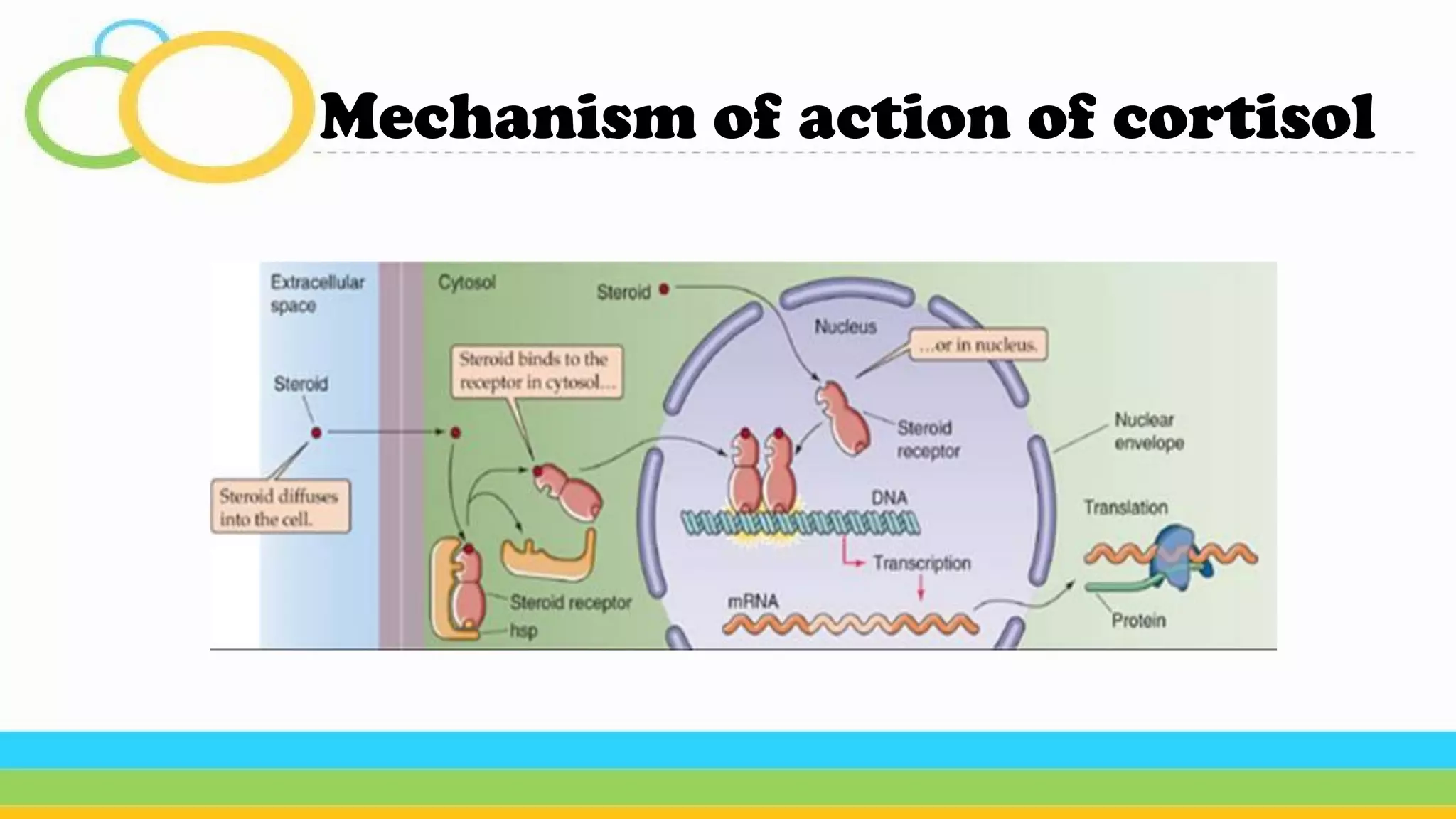 Cortisol- Synthesis, Regulation, Physiological actions, Disorders I ...