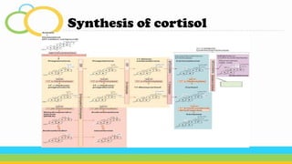 Cortisol- Synthesis, Regulation, Physiological actions, Disorders I ...
