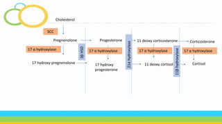 Cortisol- Synthesis, Regulation, Physiological actions, Disorders I ...