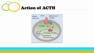Cortisol- Synthesis, Regulation, Physiological actions, Disorders I ...