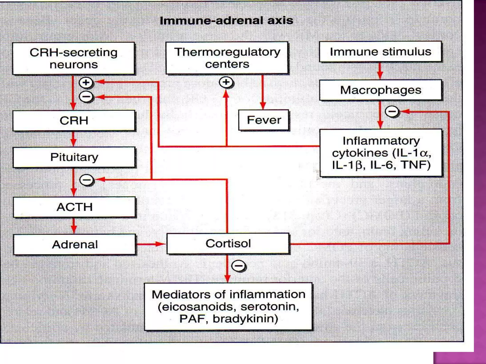 Cortisol assays & diagnostic laboratory procedures | PPT