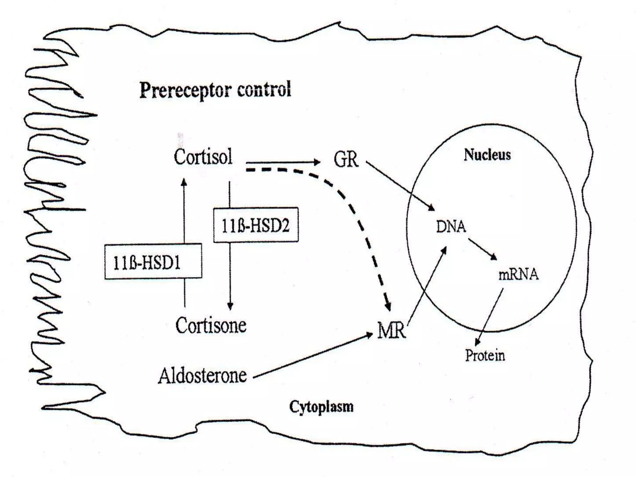 Cortisol assays & diagnostic laboratory procedures | PPT
