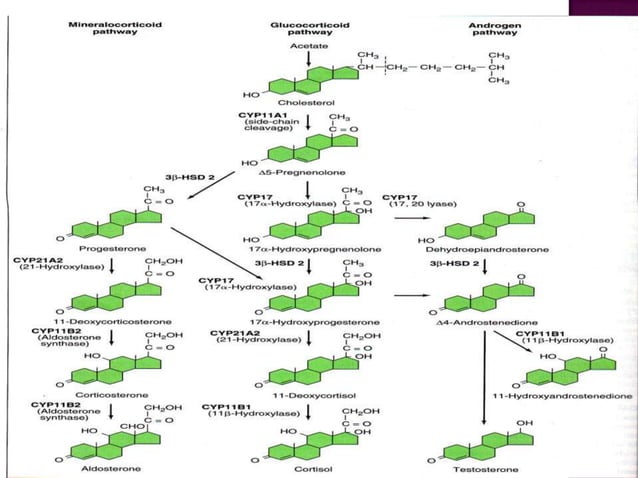 Cortisol assays & diagnostic laboratory procedures | PPT | Endocrine ...