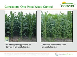 Corvus Corn Herbicide - 2012 Brand Presentation | PPT