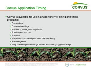 Corvus Corn Herbicide - 2012 Brand Presentation | PPT
