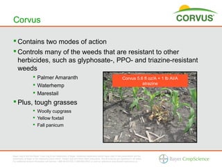 Corvus Corn Herbicide - 2012 Brand Presentation | PPT | Agriculture ...