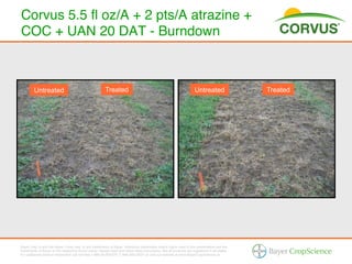 Corvus Corn Herbicide - 2012 Product Guide | PPT