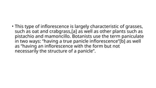 Understanding Panicle Inflorescence: Structure and Botanical ...