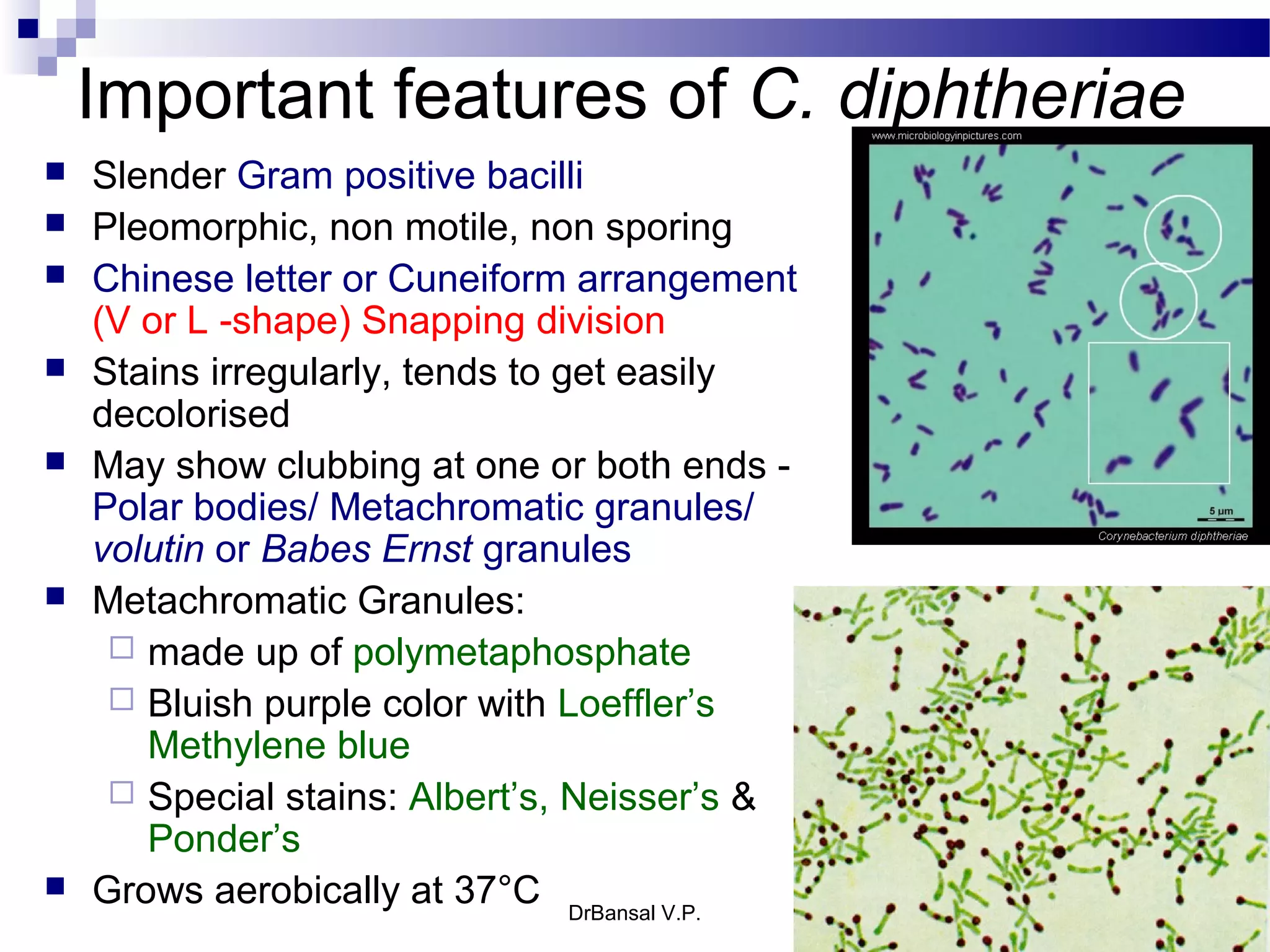 Corynebacteria by Dr. Rakesh Prasad Sah | PPT
